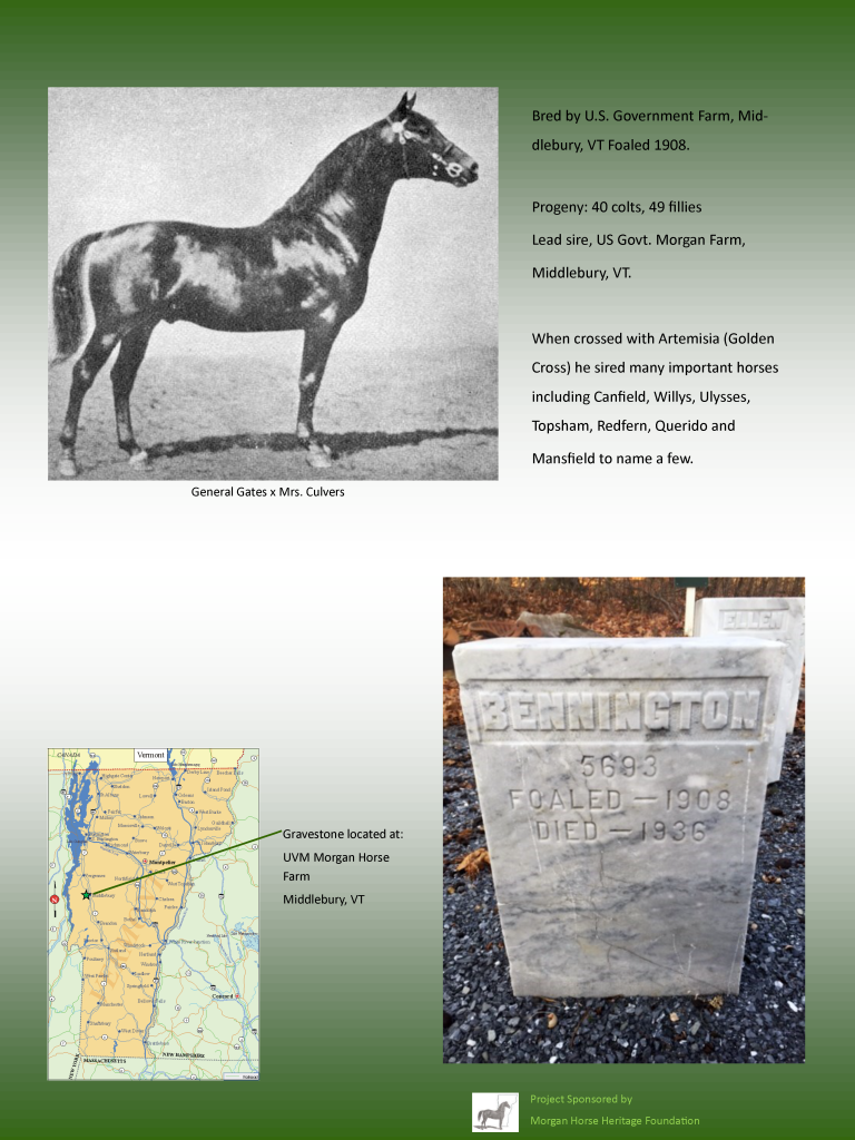 Black Hawk Project – Morgan Horse Heritage Foundation